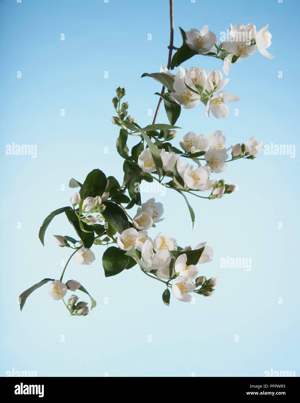 Hanging White Flowers Tree