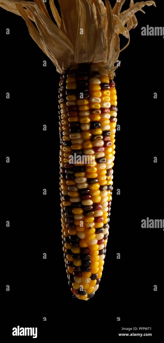 Corn cob with multi-coloured kernels Stock Photo - Alamy