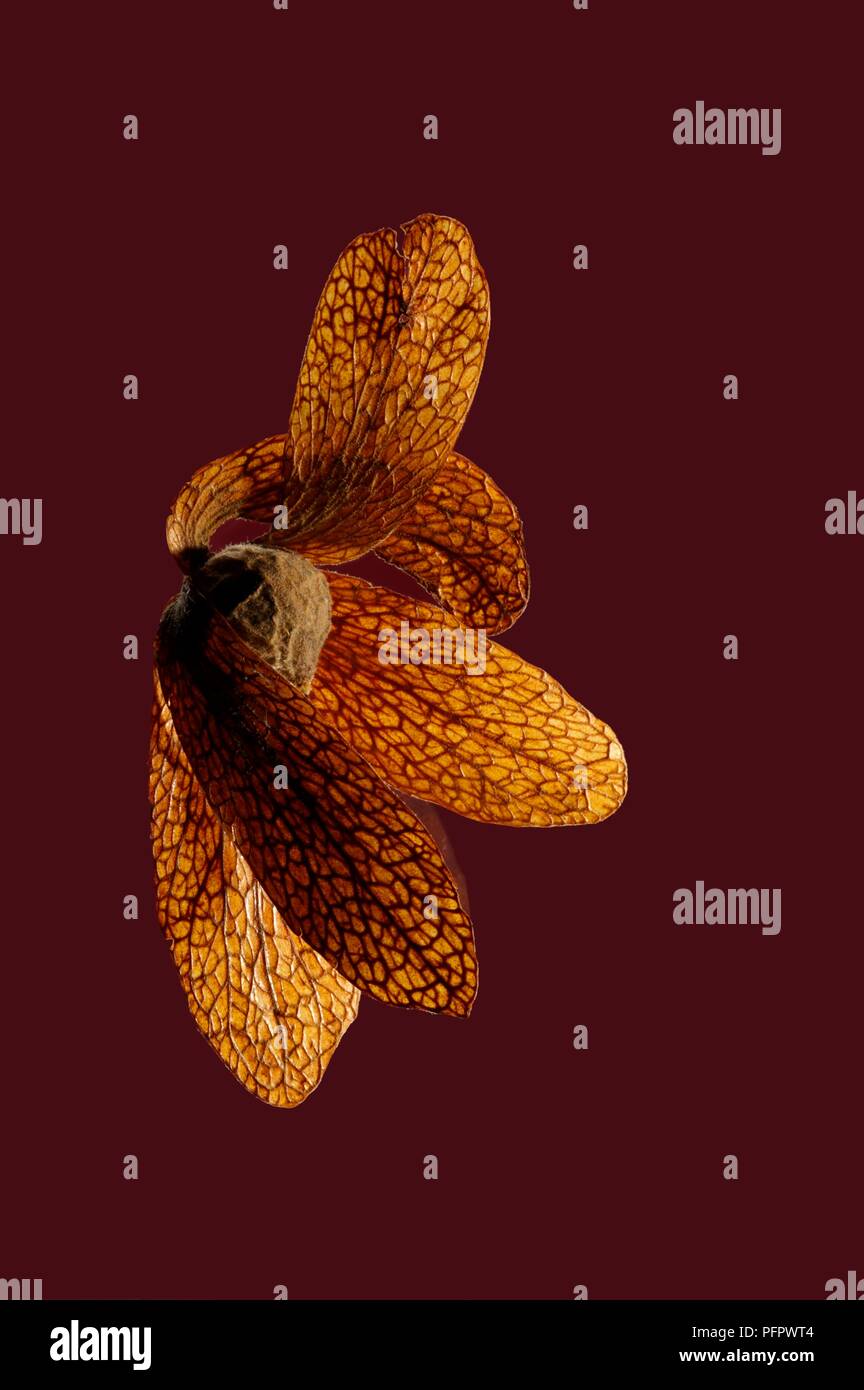 Prominent veining pattern hi-res stock photography and images - Alamy