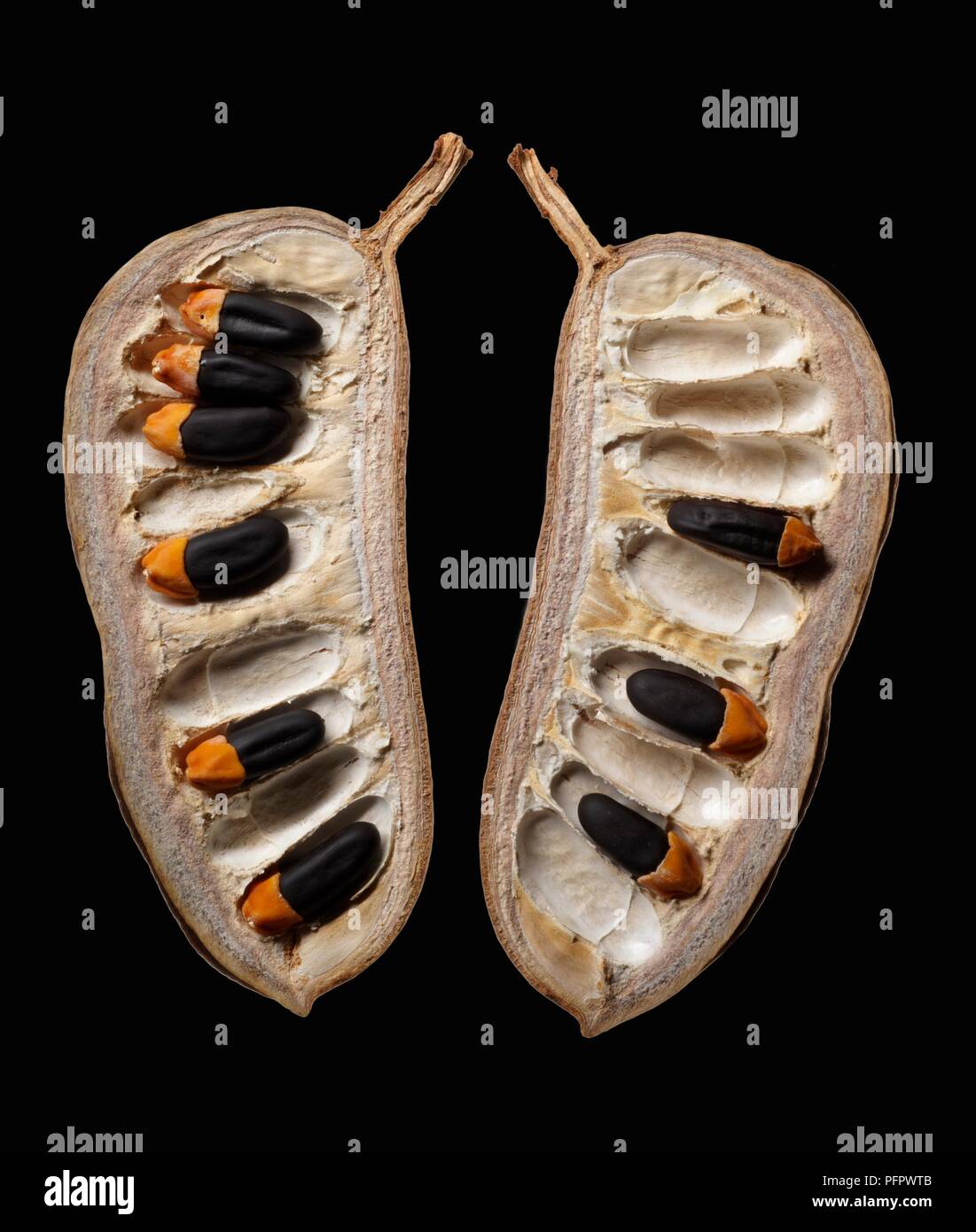 Afzelia africana hi-res stock photography and images - Alamy