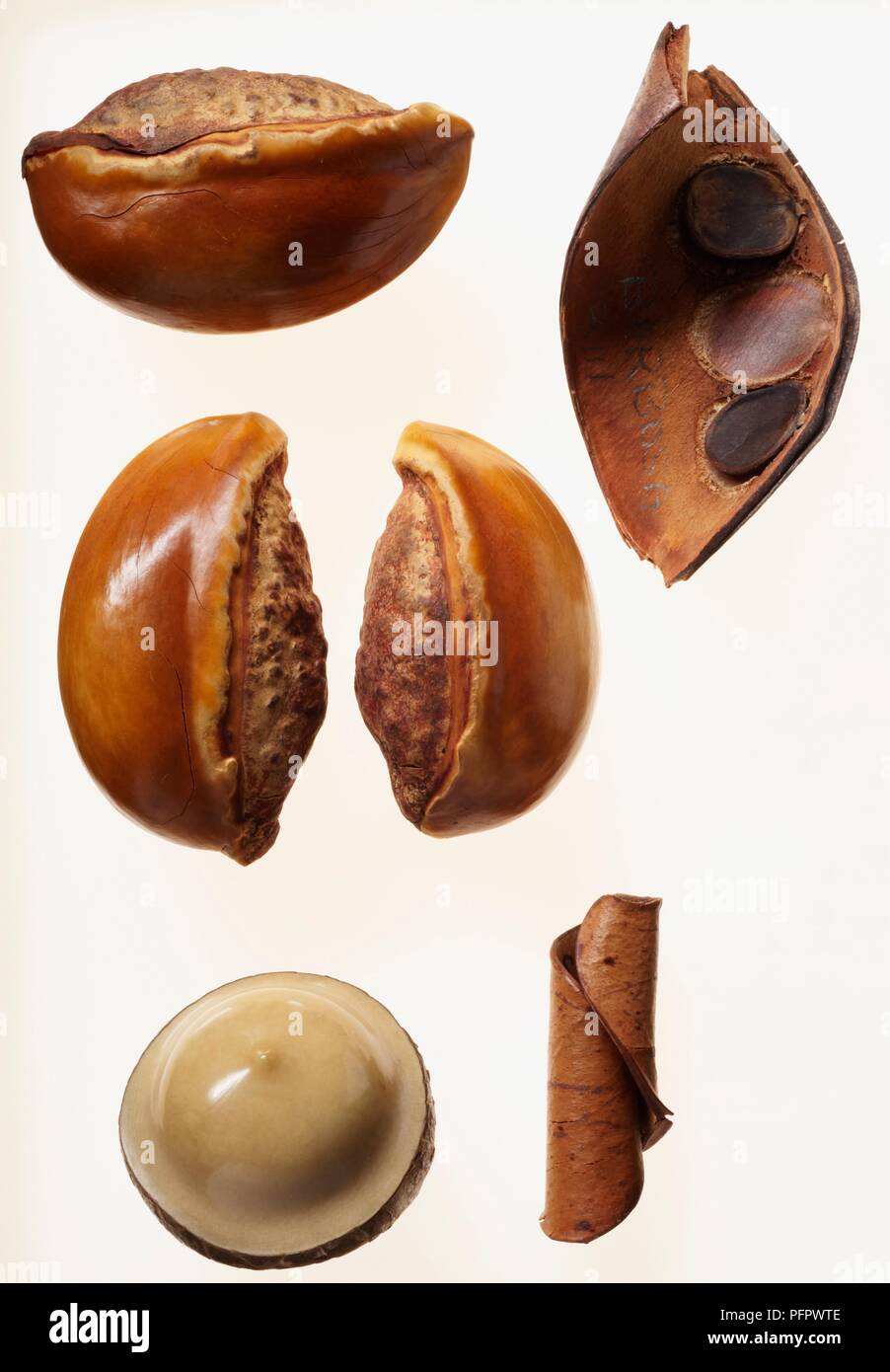 Various plant seeds of different shapes and sizes Stock Photo - Alamy