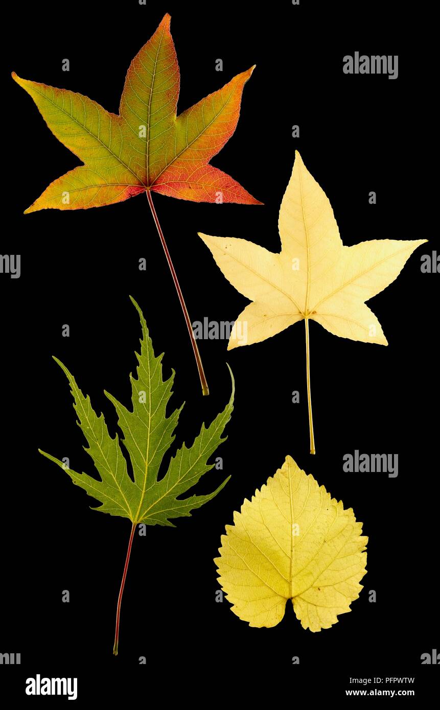 Autumn leaves of various shape, size, and colour Stock Photo - Alamy