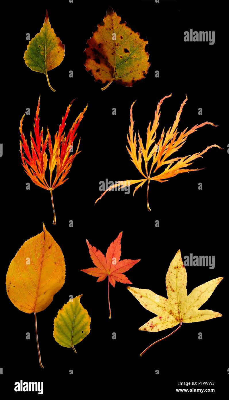 Medium size leaves hi-res stock photography and images - Alamy