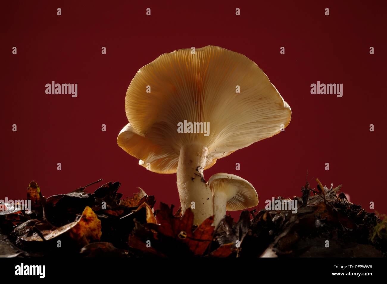Clitocybe sp (Funnel Cap) mushroom growing above damp leaves Stock ...