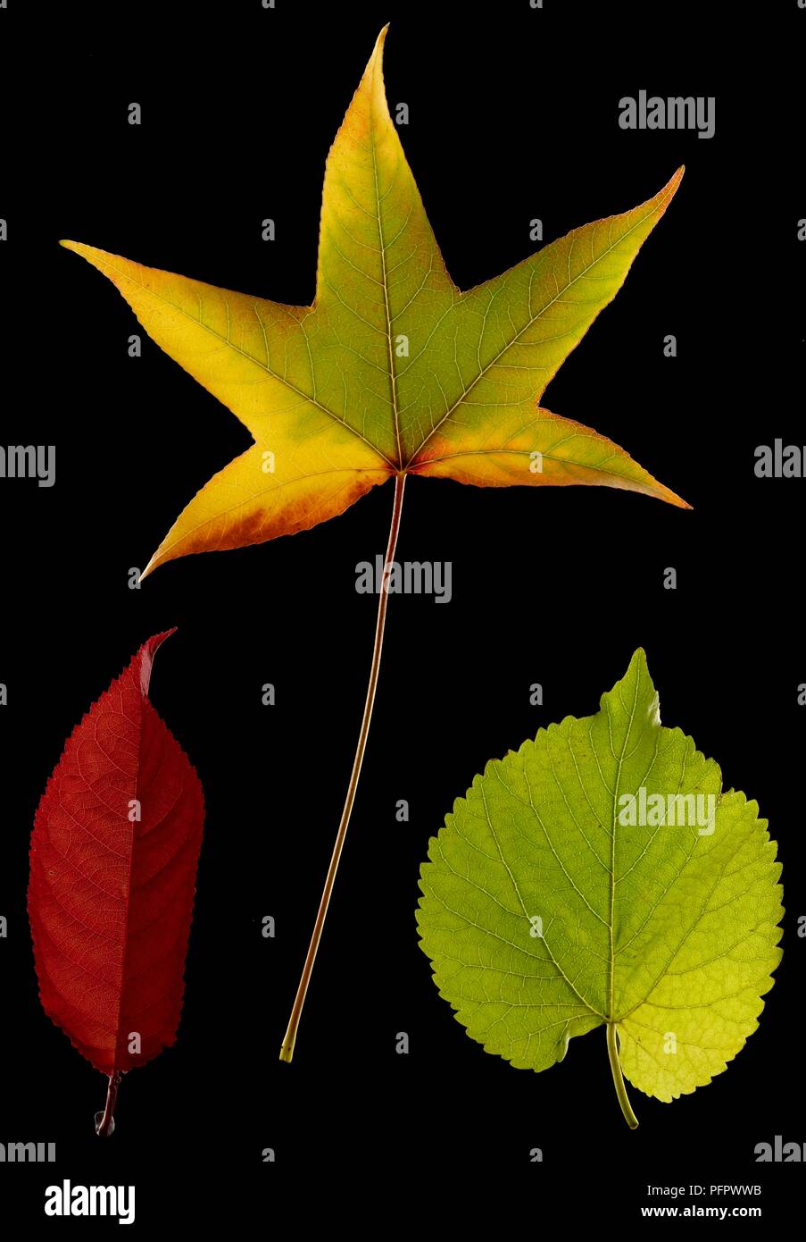 Autumn leaves of various shape, size, and colour Stock Photo - Alamy