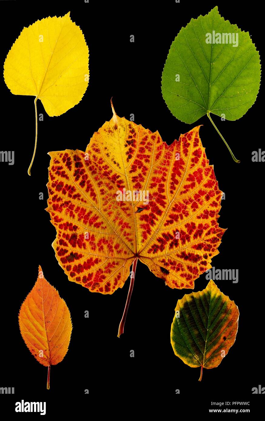 Autumn leaves of various shape, size, and colour Stock Photo - Alamy