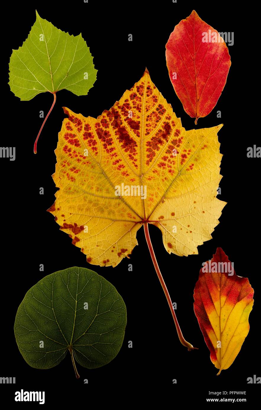 Autumn leaves of various shape, size, and colour Stock Photo - Alamy