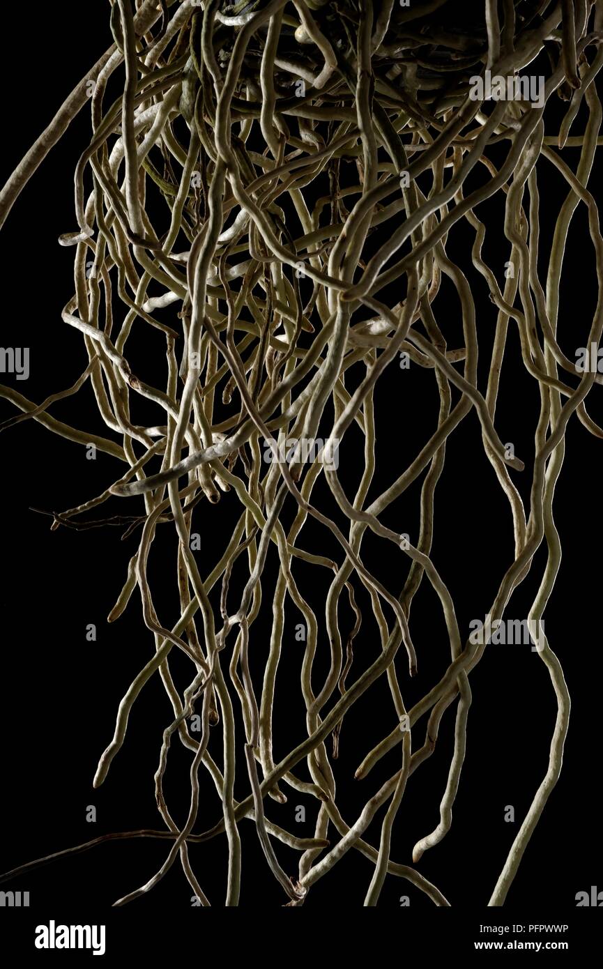 Tangled hi-res stock photography and images - Alamy