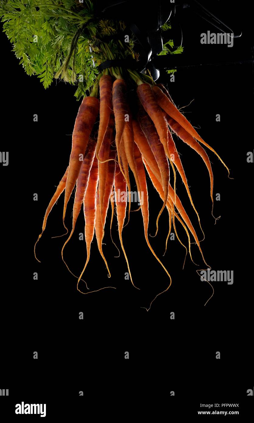 Bunch of Daucus carota (Carrot) with leaves and wispy roots Stock Photo ...