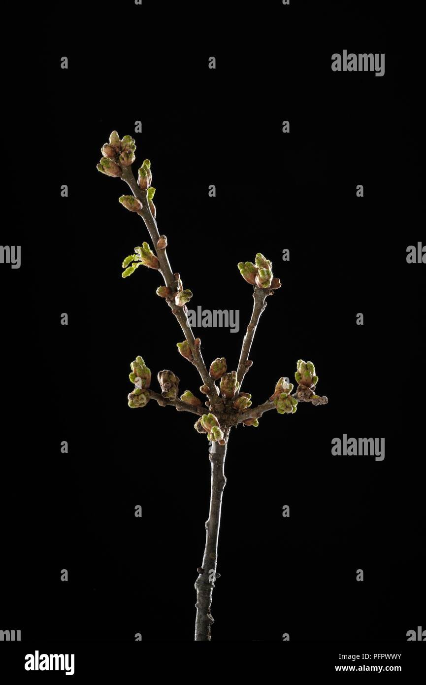 Quercus robur (Oak) buds on new branch Stock Photo - Alamy