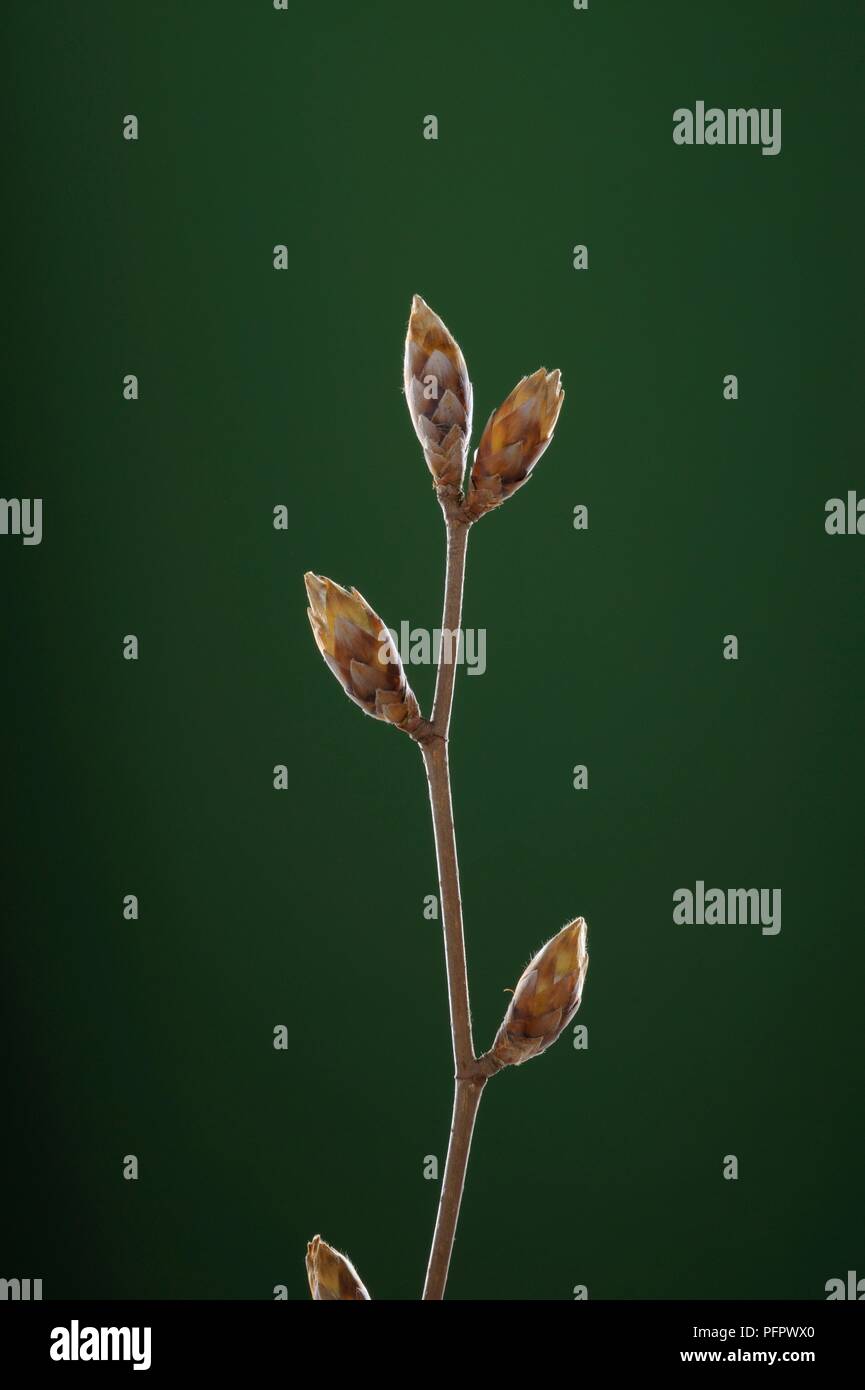 Beech buds hi-res stock photography and images - Alamy