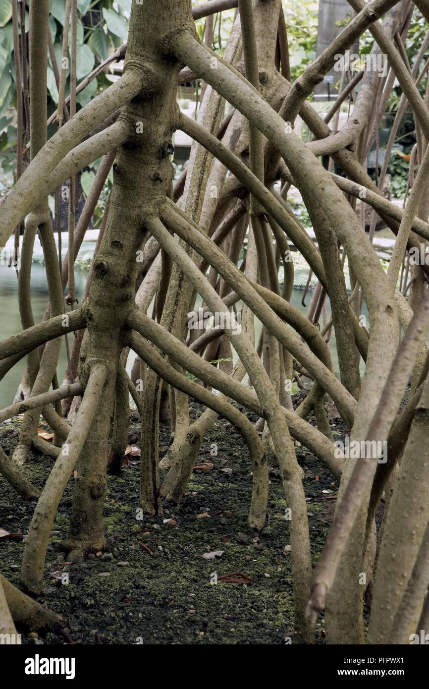 Rhizophora Mangle (Red Mangrove) exposed roots Stock Photo - Alamy