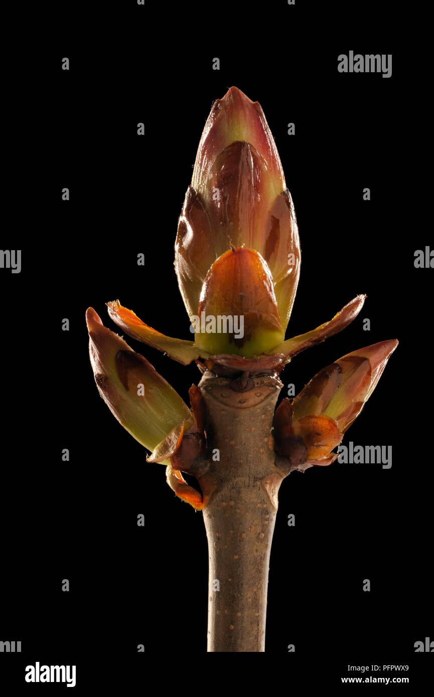 Emerging bud of Fagus sylvatica (Beech), close-up Stock Photo - Alamy