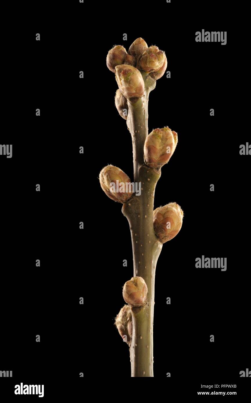 Emerging Quercus (Oak) buds on stem, close-up Stock Photo - Alamy
