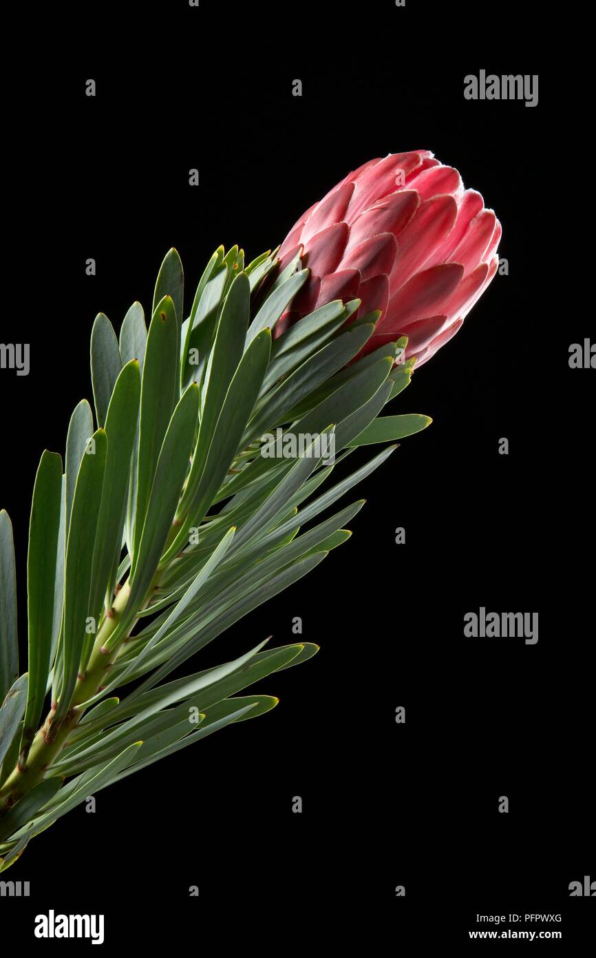 Protea protea sp hi-res stock photography and images - Alamy