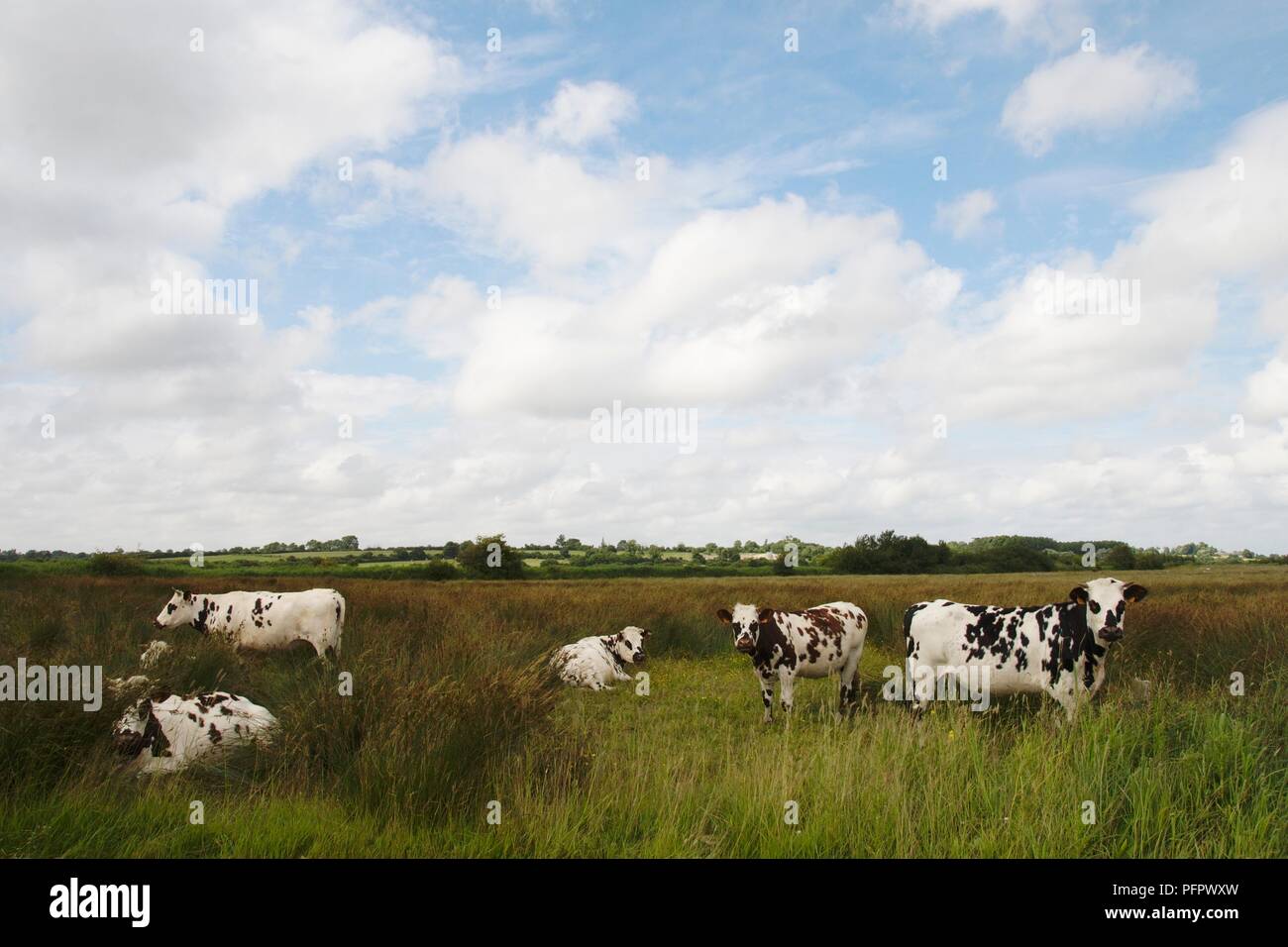 Normande cattle hi-res stock photography and images - Alamy