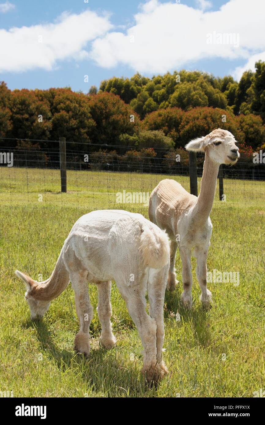 Australia, Victoria, pair of alpacas grazing Stock Photo - Alamy