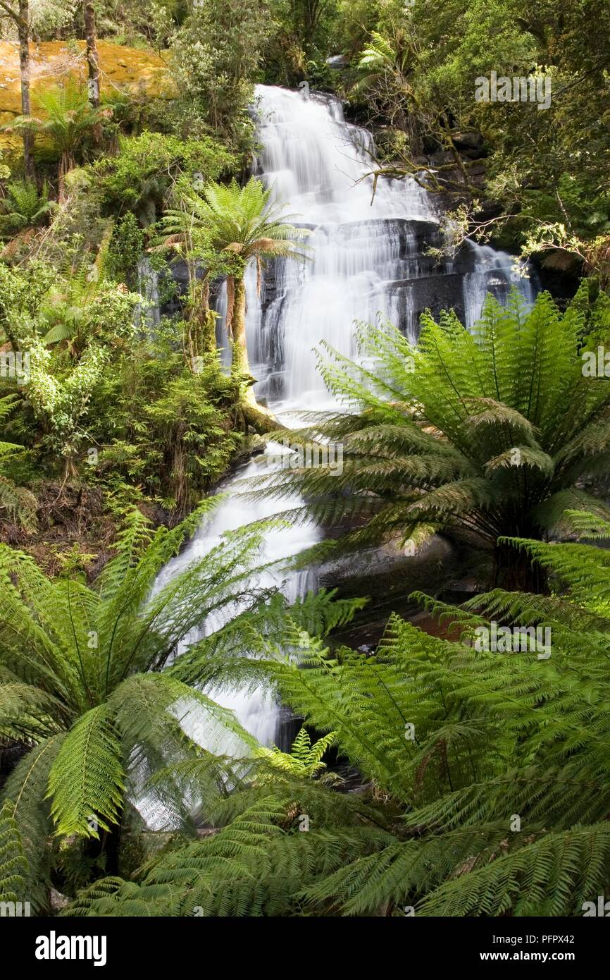 Australia, Victoria, Otway Ranges, Triplet Falls, lush flora and ...