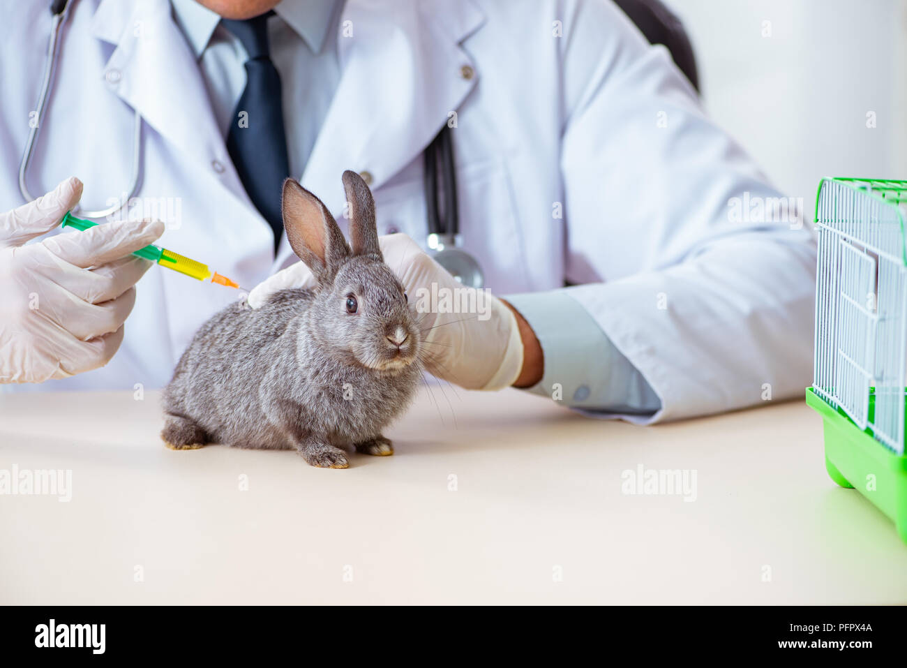 Vet doctor checking up rabbit in his clinic Stock Photo - Alamy