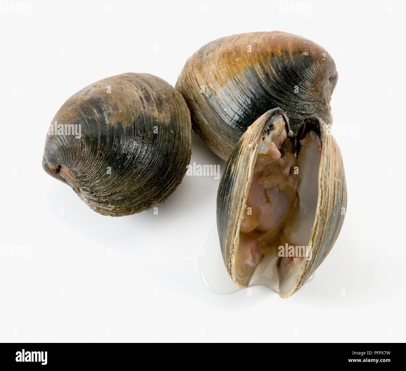Hardshell hi-res stock photography and images - Alamy
