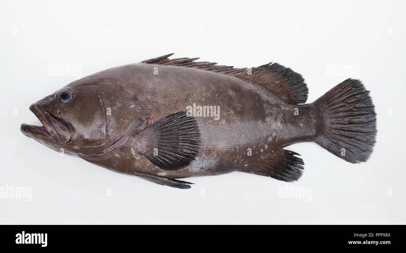 Atlantic Goliath Grouper (Epinephelus itajara Stock Photo - Alamy