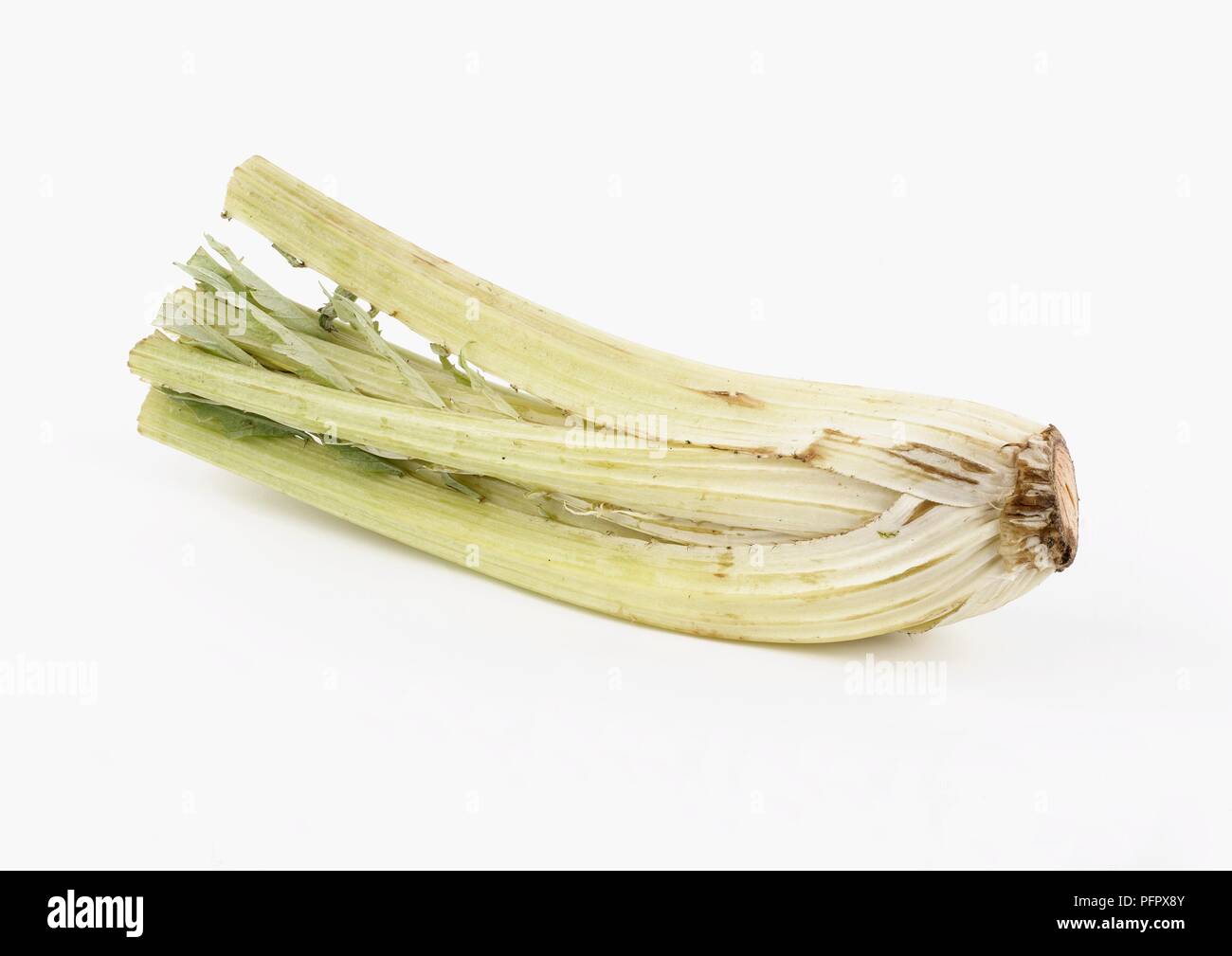 Cardoon Cut Out Stock Images & Pictures - Alamy