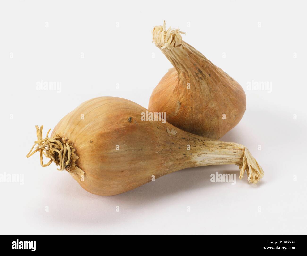 Two grey shallots Stock Photo - Alamy