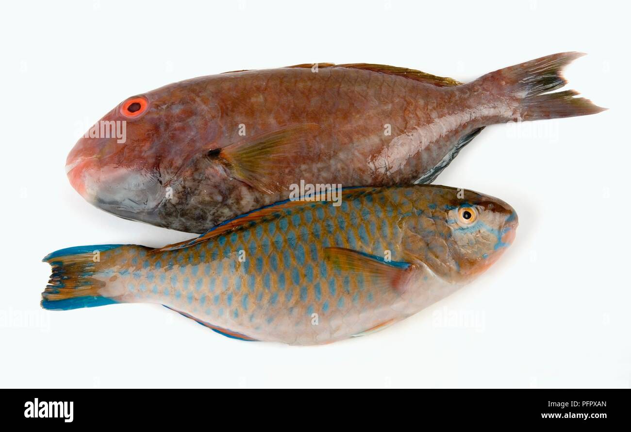 White parrotfish hi-res stock photography and images - Alamy