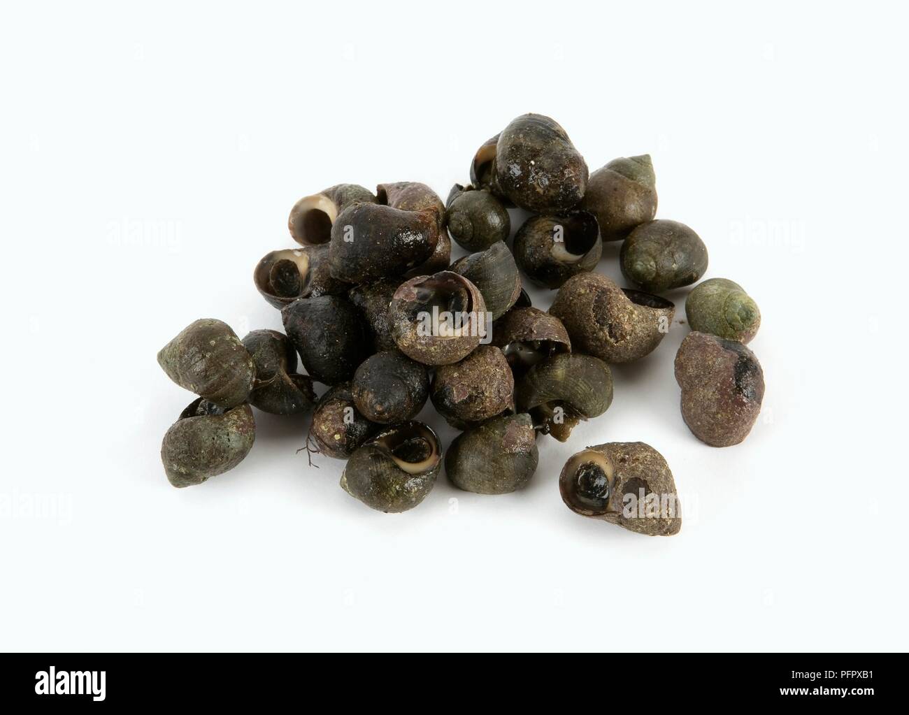 Periwinkle cut out hi-res stock photography and images - Alamy