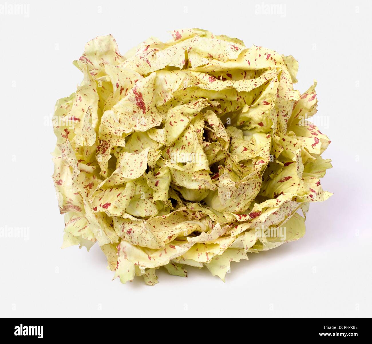Radicchio di Castelfranco (Chicory Stock Photo - Alamy