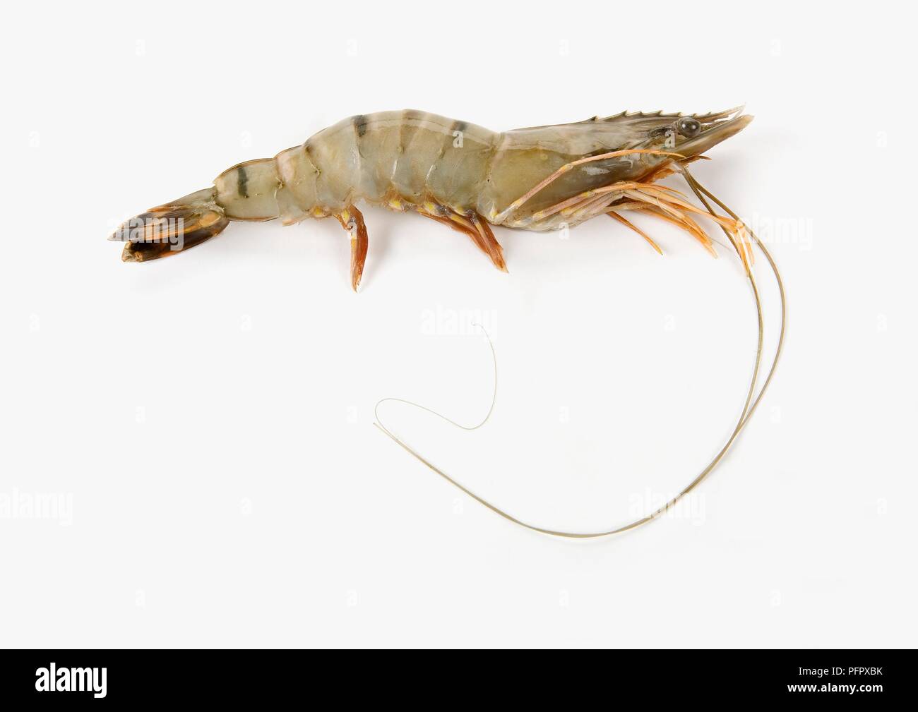 Giant Tiger Prawn (Penaeus monodon Stock Photo - Alamy