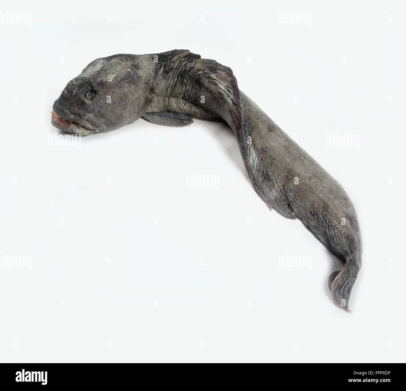 Atlantic wolffish hi-res stock photography and images - Alamy