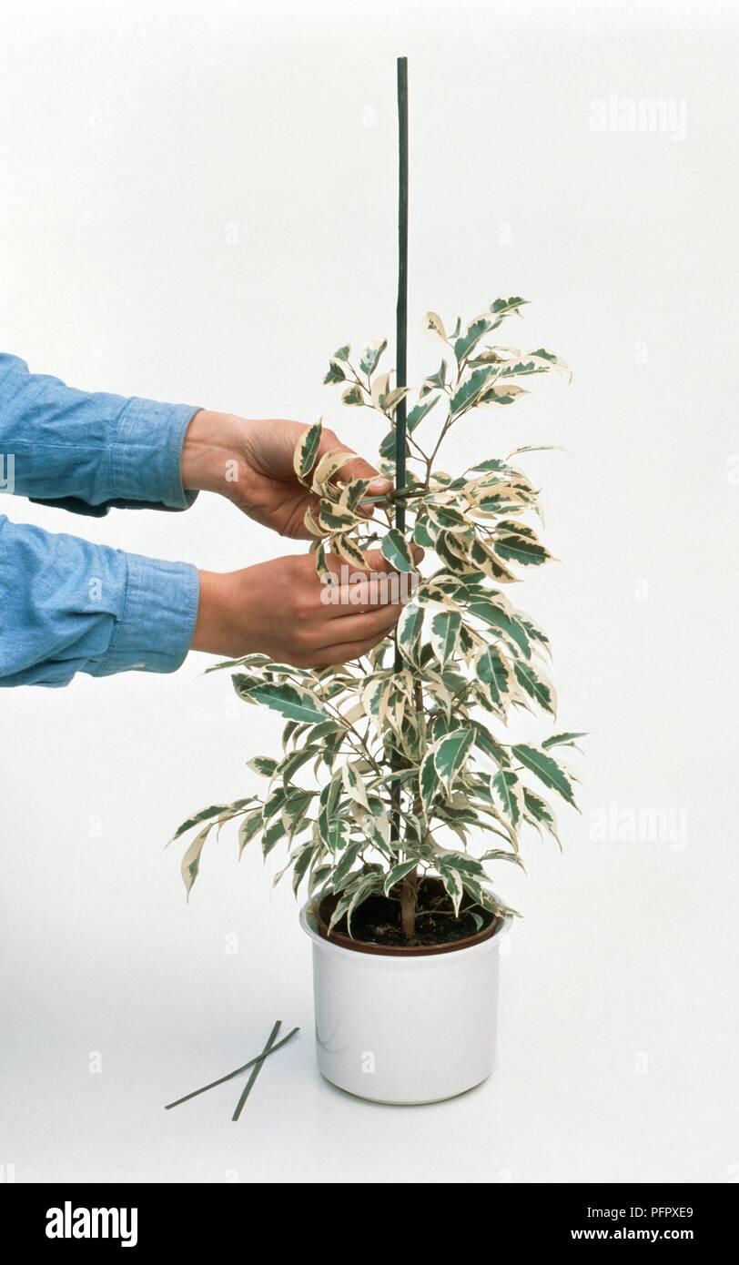 Ficus Benjamina Variegata