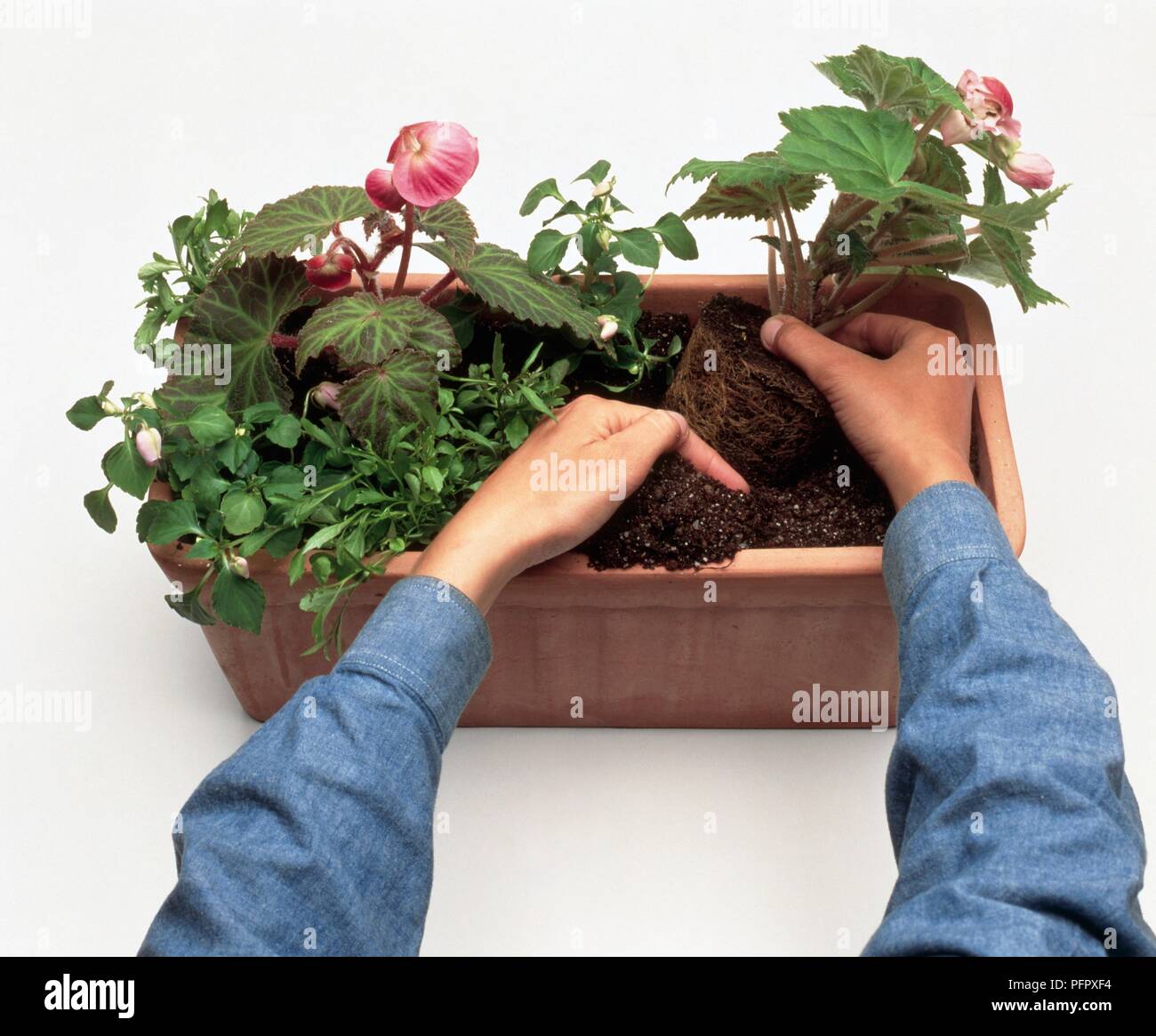 Planting begonia, lobelia and impatiens in compost inside terracotta ...