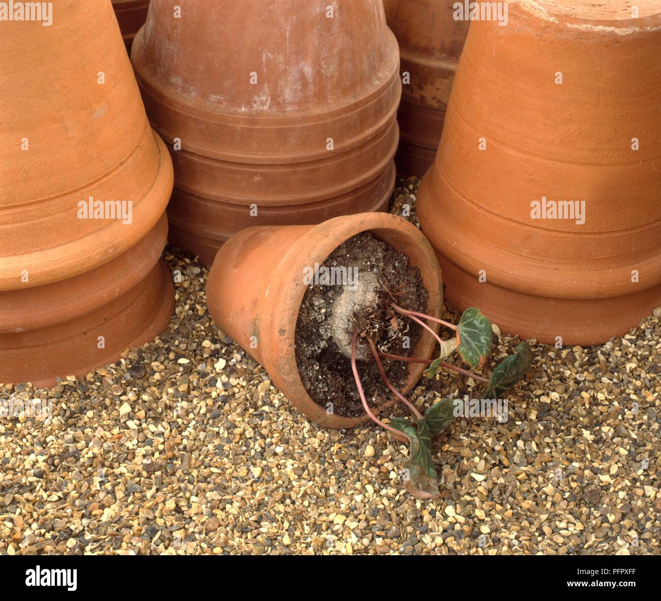 Overturned seedling in plant pot next to stacks of larger plant pot ...