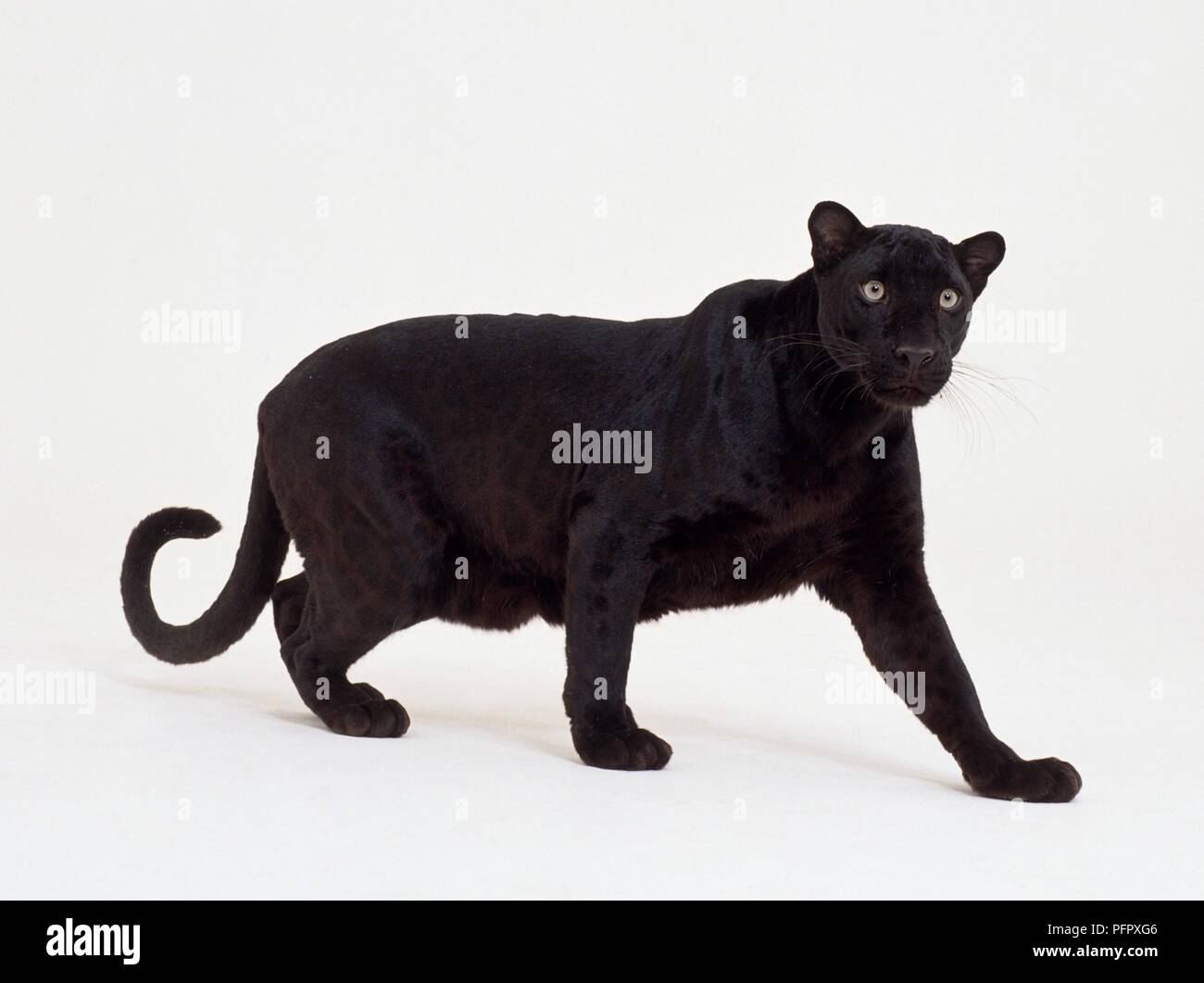 Black Leopard (Panthera pardus), standing Stock Photo - Alamy