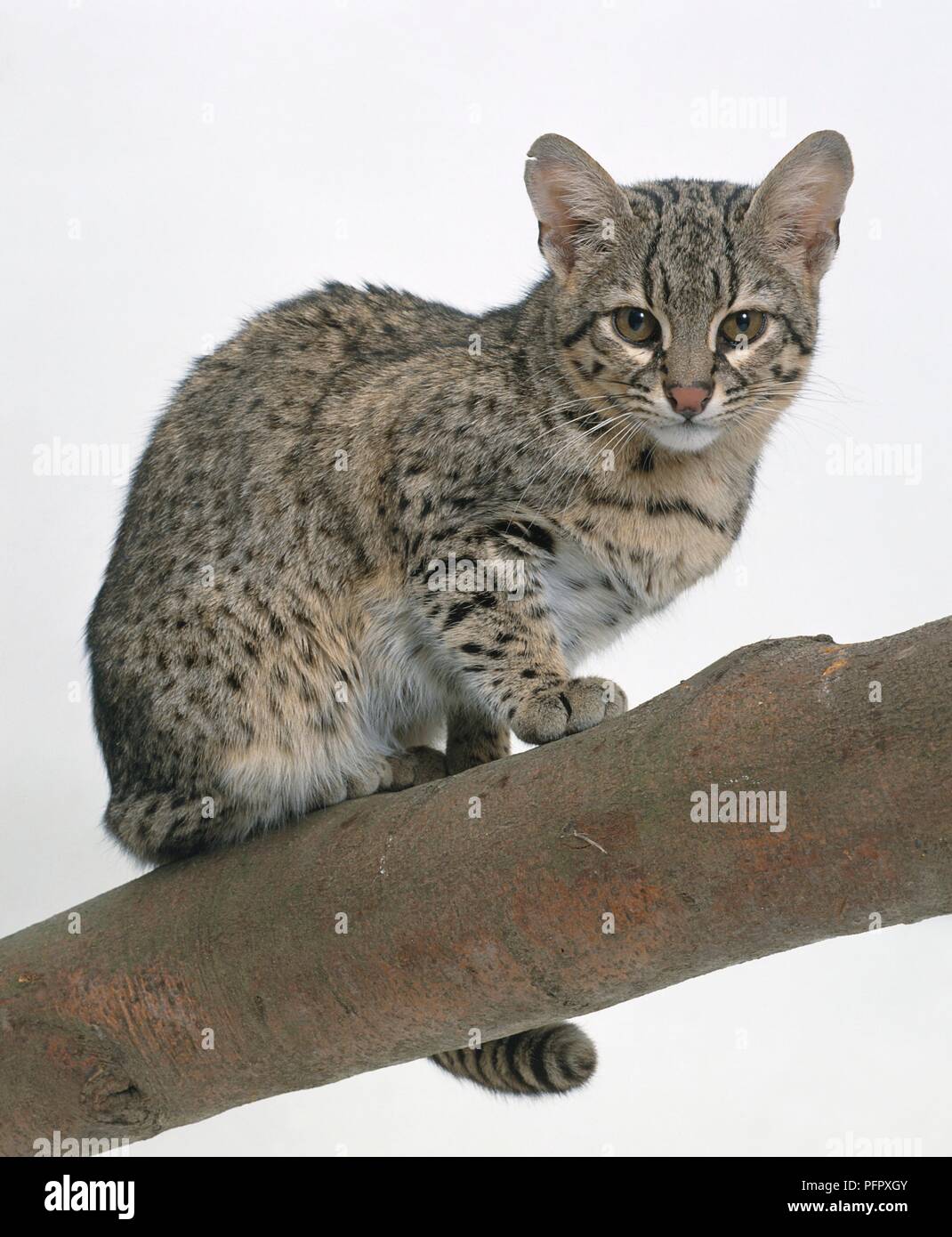 Geoffroy's Cat (Felis geoffroyi) sitting on branch Stock Photo - Alamy