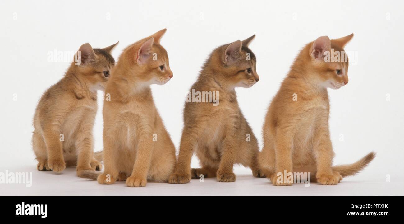 Usual and sorrel Abyssinian kittens Stock Photo - Alamy