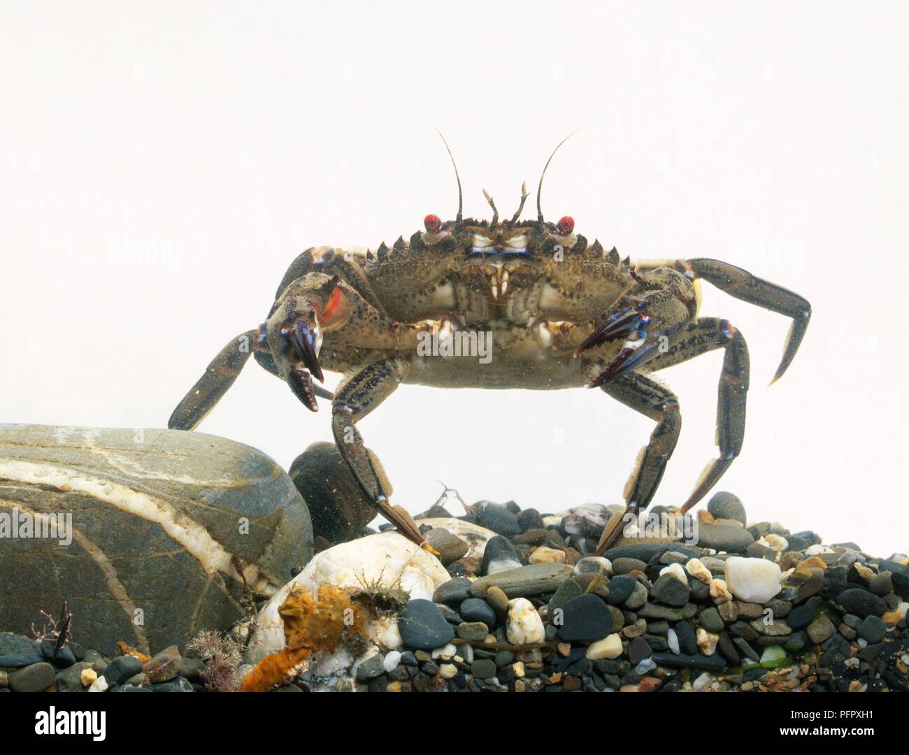Velvet Crab (Necora puber) underwater Stock Photo - Alamy