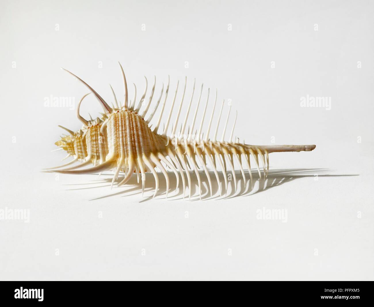 Sea snail shell hi-res stock photography and images - Alamy