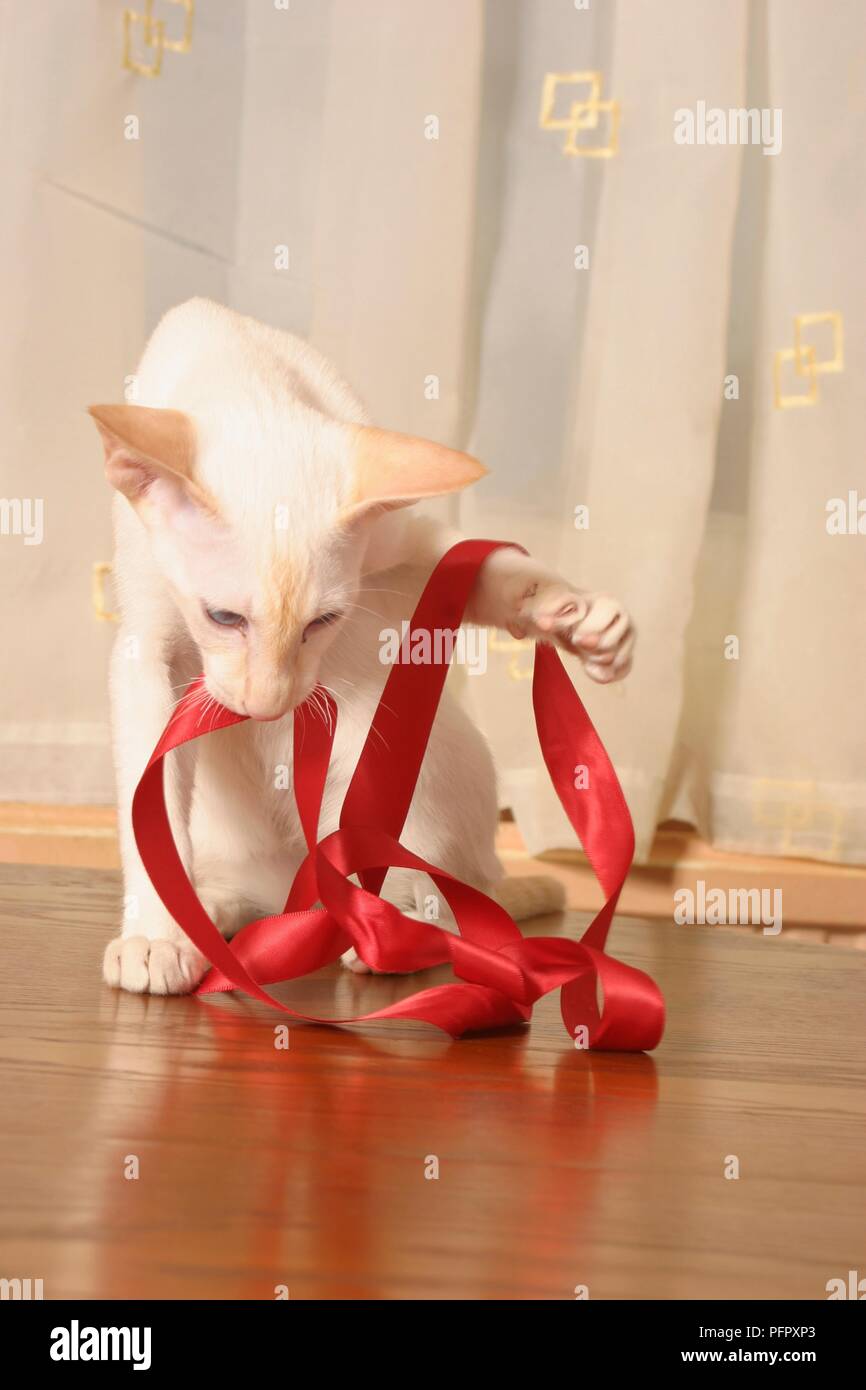 Cat with red ribbon hi-res stock photography and images - Alamy