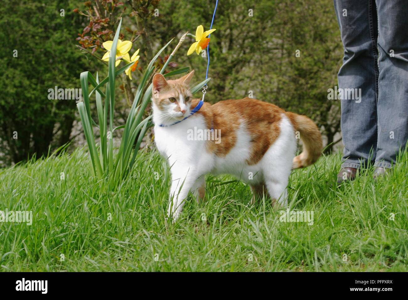 Women ginger cat hi-res stock photography and images - Alamy
