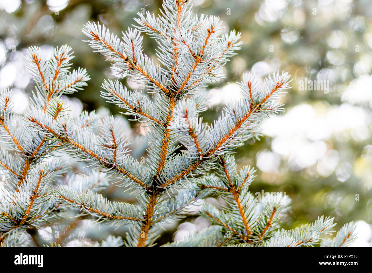 pine tree branches Stock Photo - Alamy
