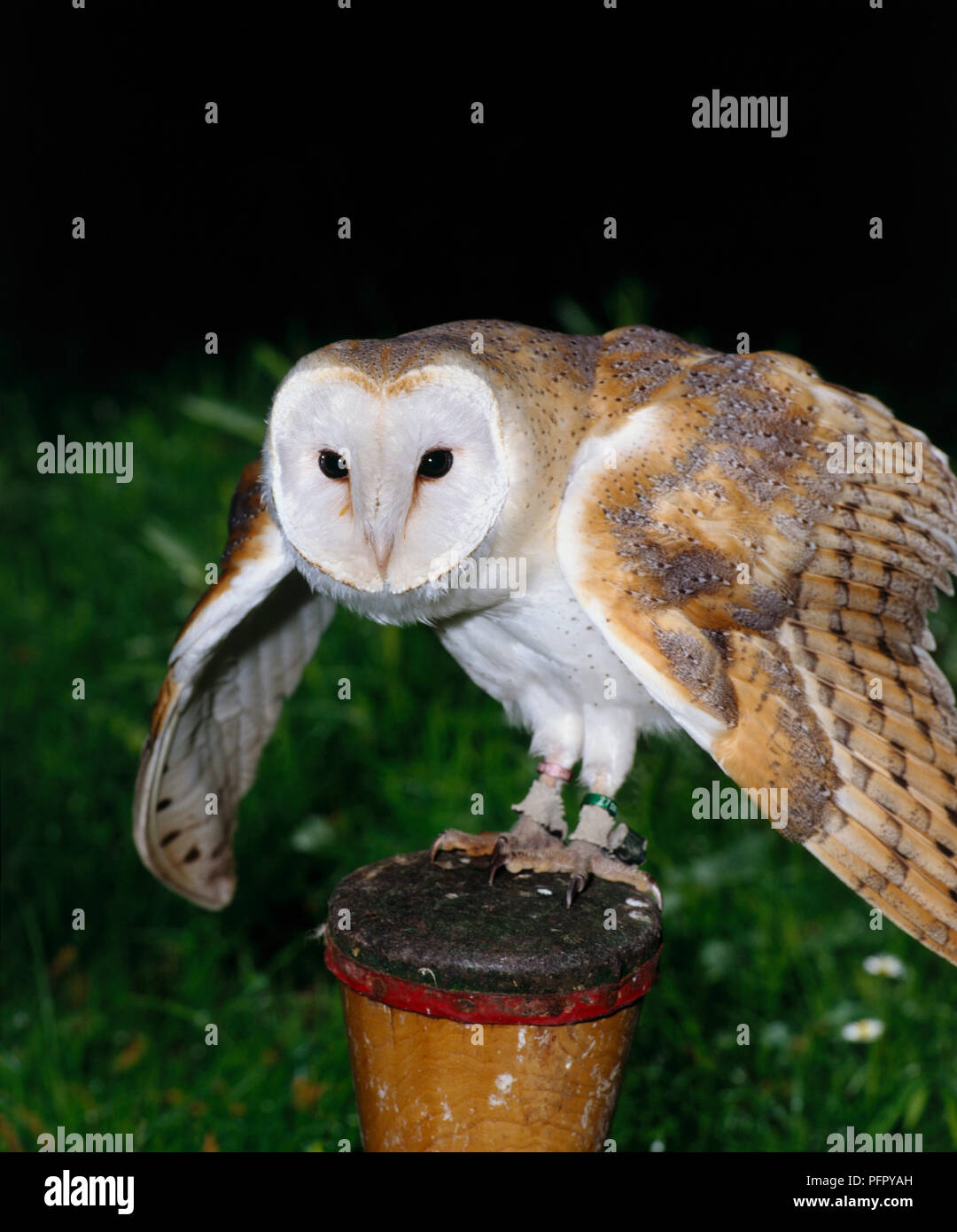 Owl spread wings hi-res stock photography and images - Alamy