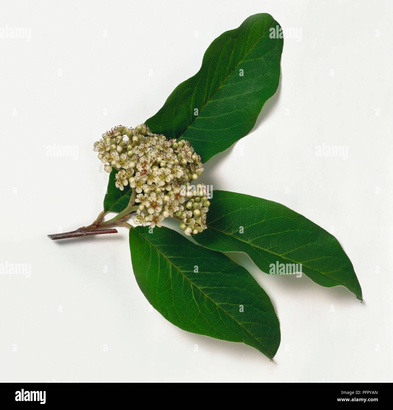 Cotoneaster frigidus (Tree cotoneaster), stem with leaves and flower ...