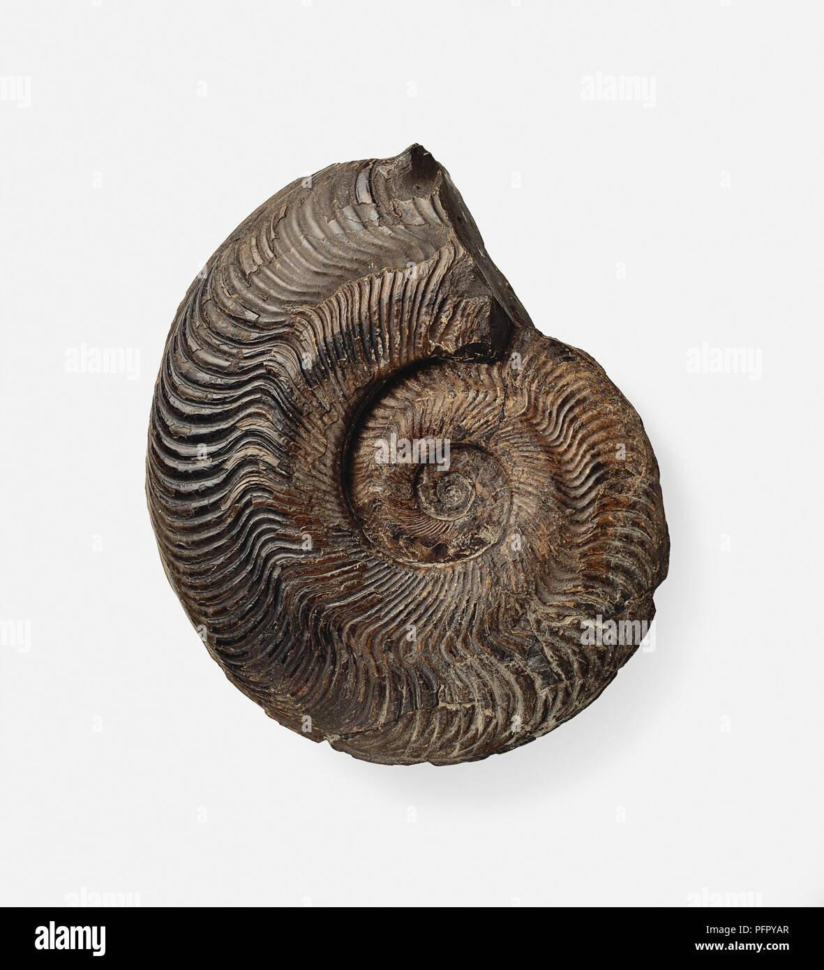 Harpoceras falciferum (Ammonite) shell, Jurassic era Stock Photo - Alamy