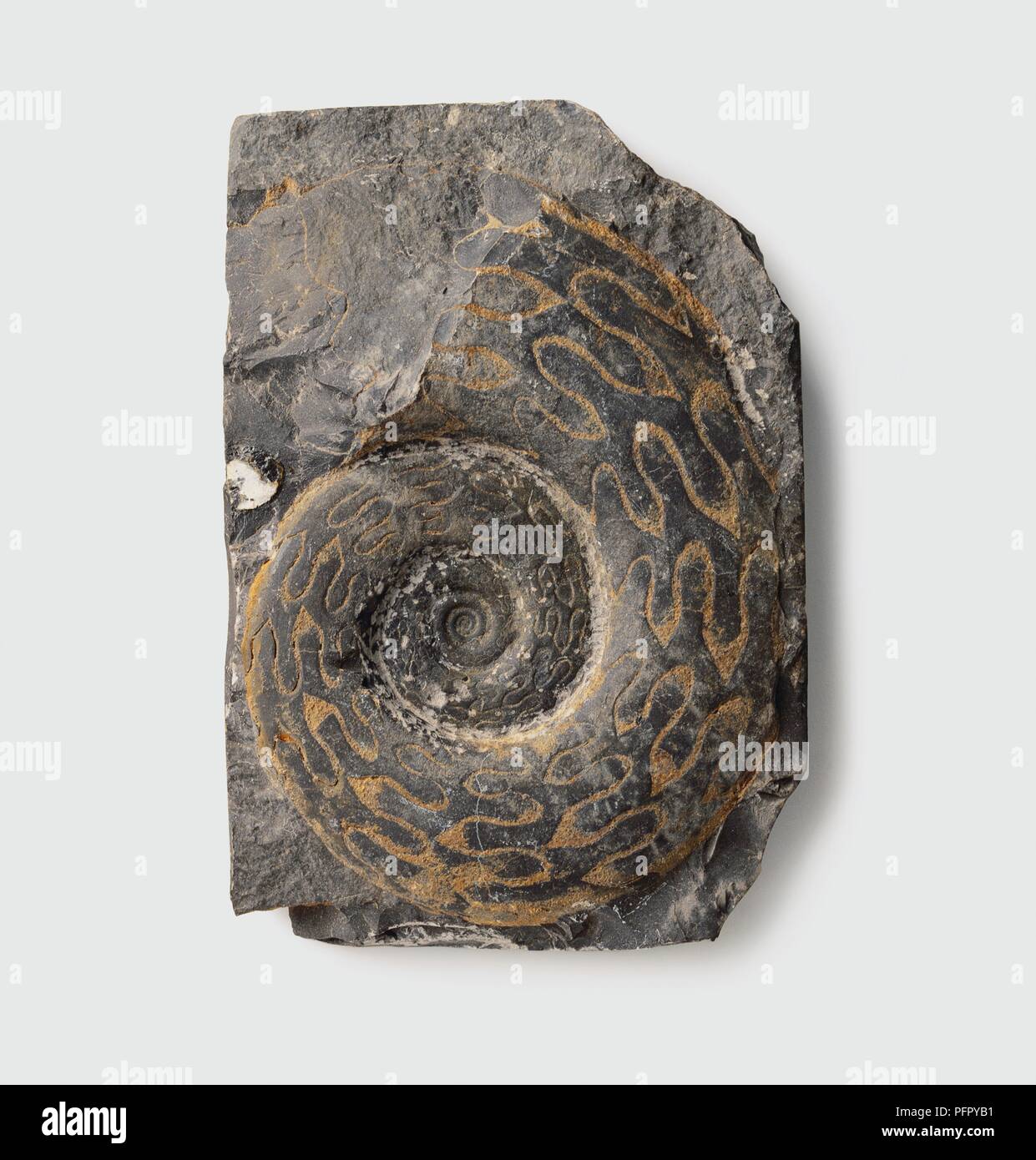 Goniatite shell hi-res stock photography and images - Alamy