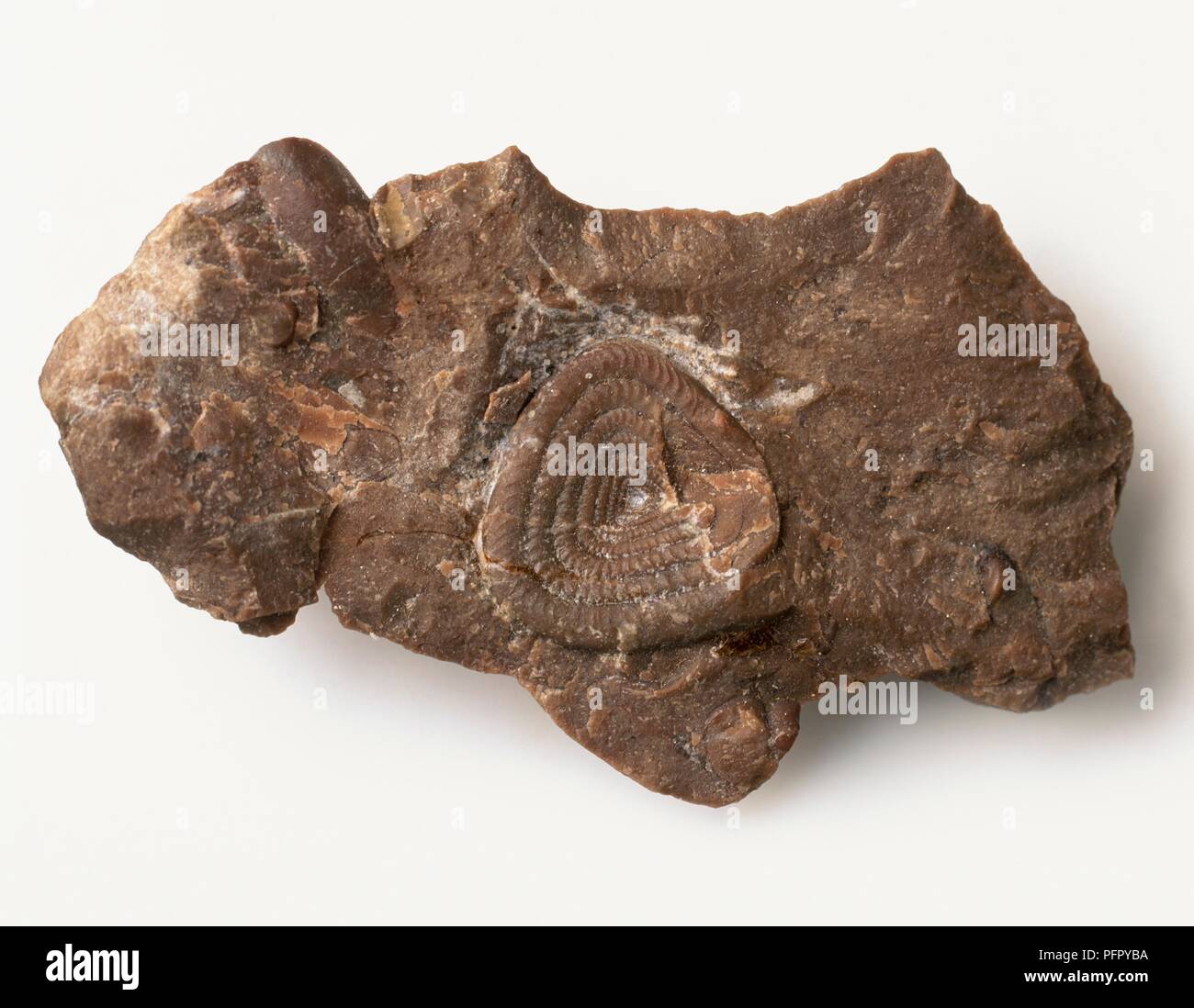 Late devonian period hi-res stock photography and images - Alamy