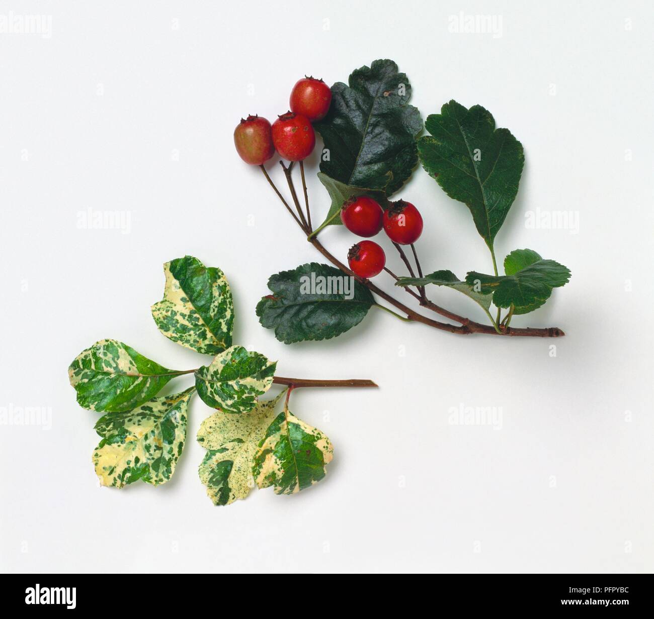 Stem with green leaves and red fruit from Crataegus laevigata (Midland ...