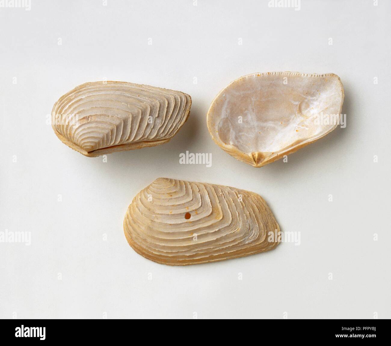 Crassatella sulcata shell fossils Stock Photo - Alamy